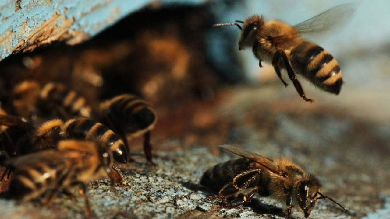 Bees Can Do Math - Worldlyhistory